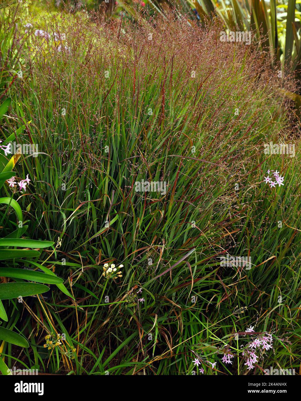 Close up of the perennial ornamental grass Panicum virgatum Shenandoah ...