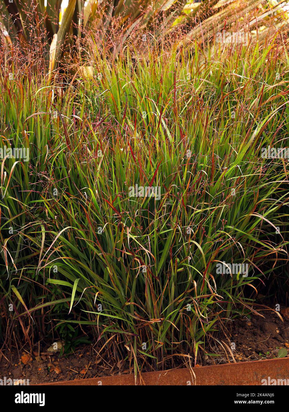 Close up of the perennial ornamental grass Panicum virgatum Shenandoah ...