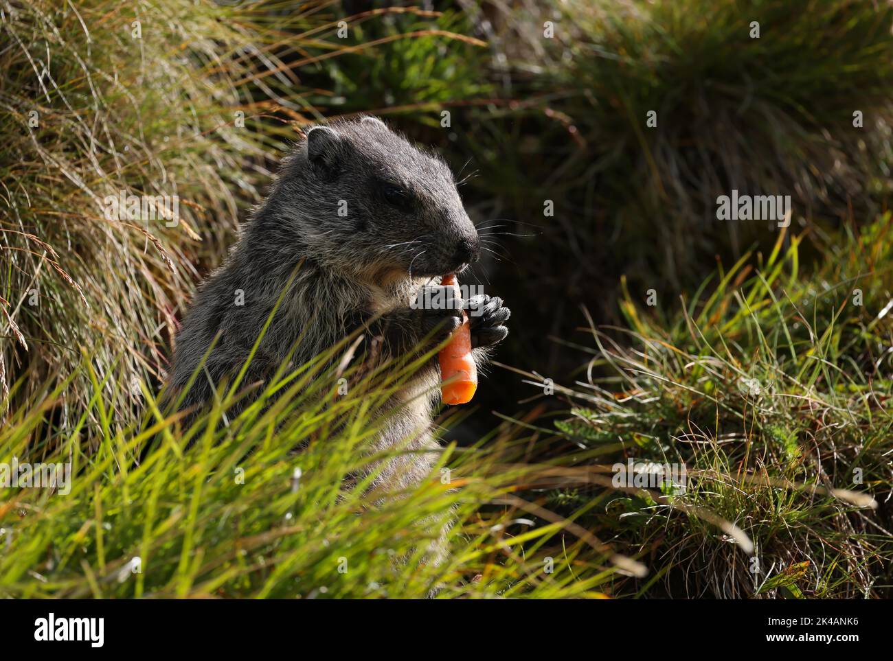 Marmot (Marmota) eats carrot and poses for camera Stock Photo - Alamy