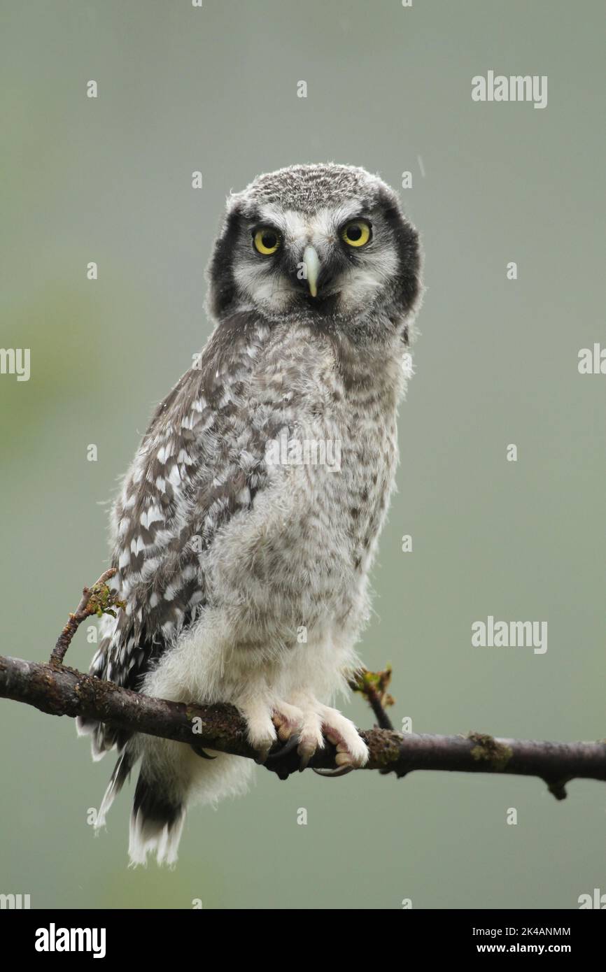 Northern hawk owl (Surnia ulula) almost fledged young bird in the rain ...