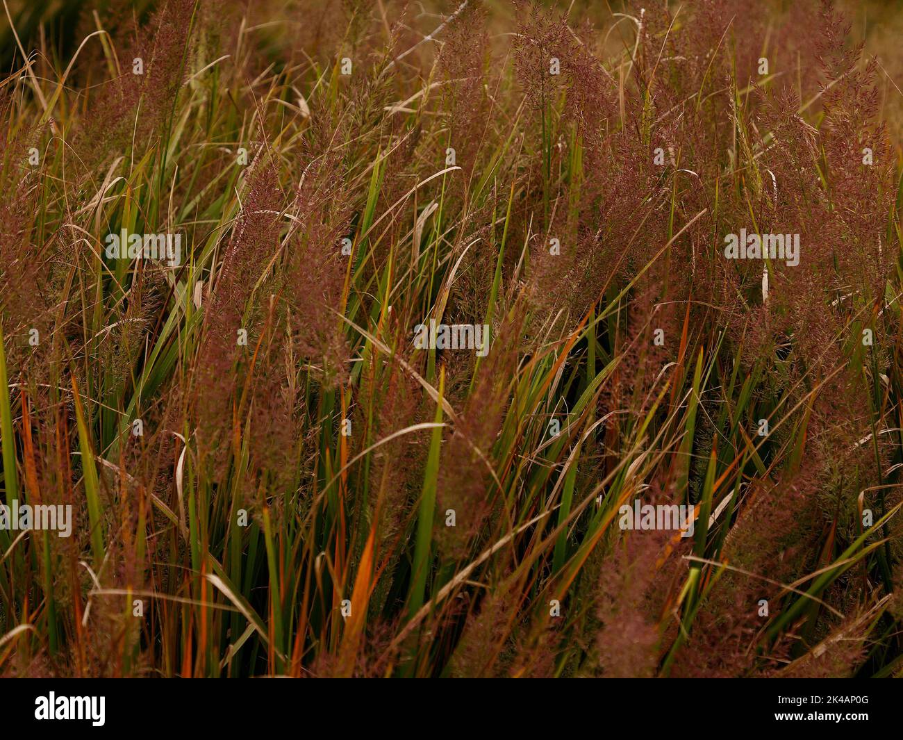 Close up of the elegant upright growing and arching ornamental ...