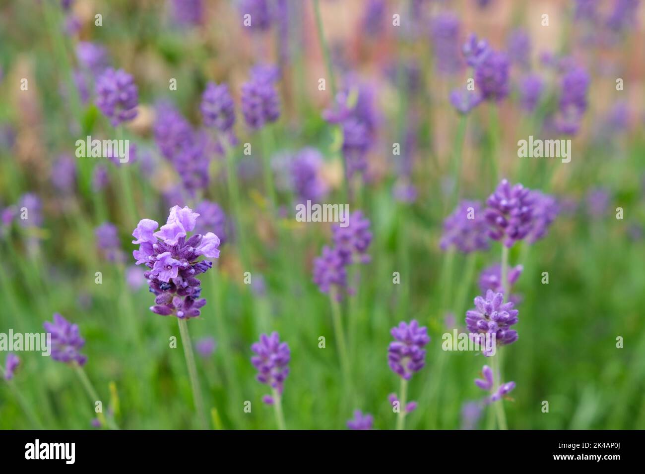 lavender flowering in summer Stock Photo - Alamy