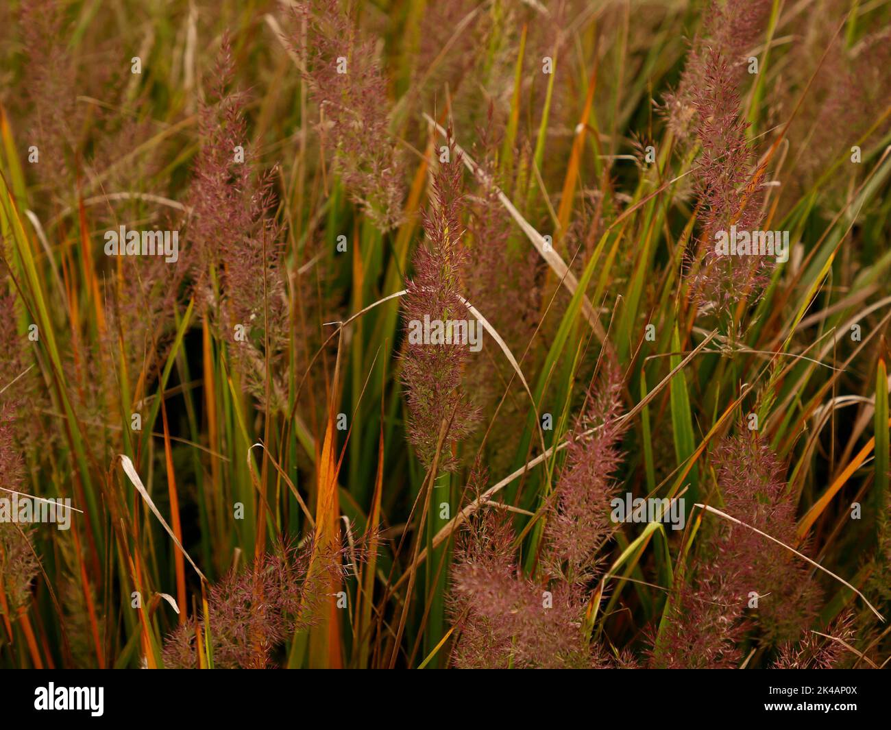Close up of the elegant upright growing and arching ornamental ...