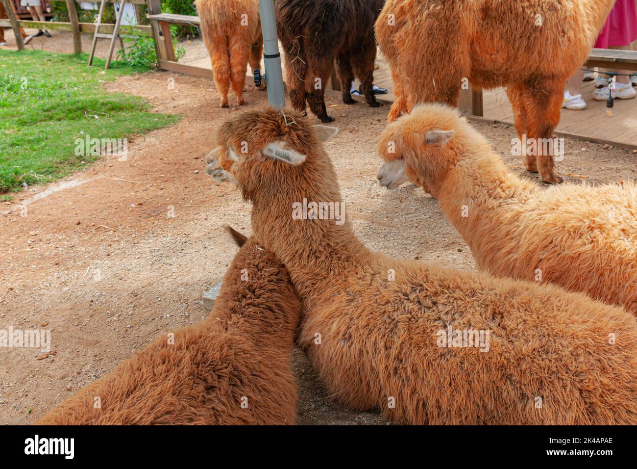 Alpaca in farm with green lawn Stock Photo - Alamy