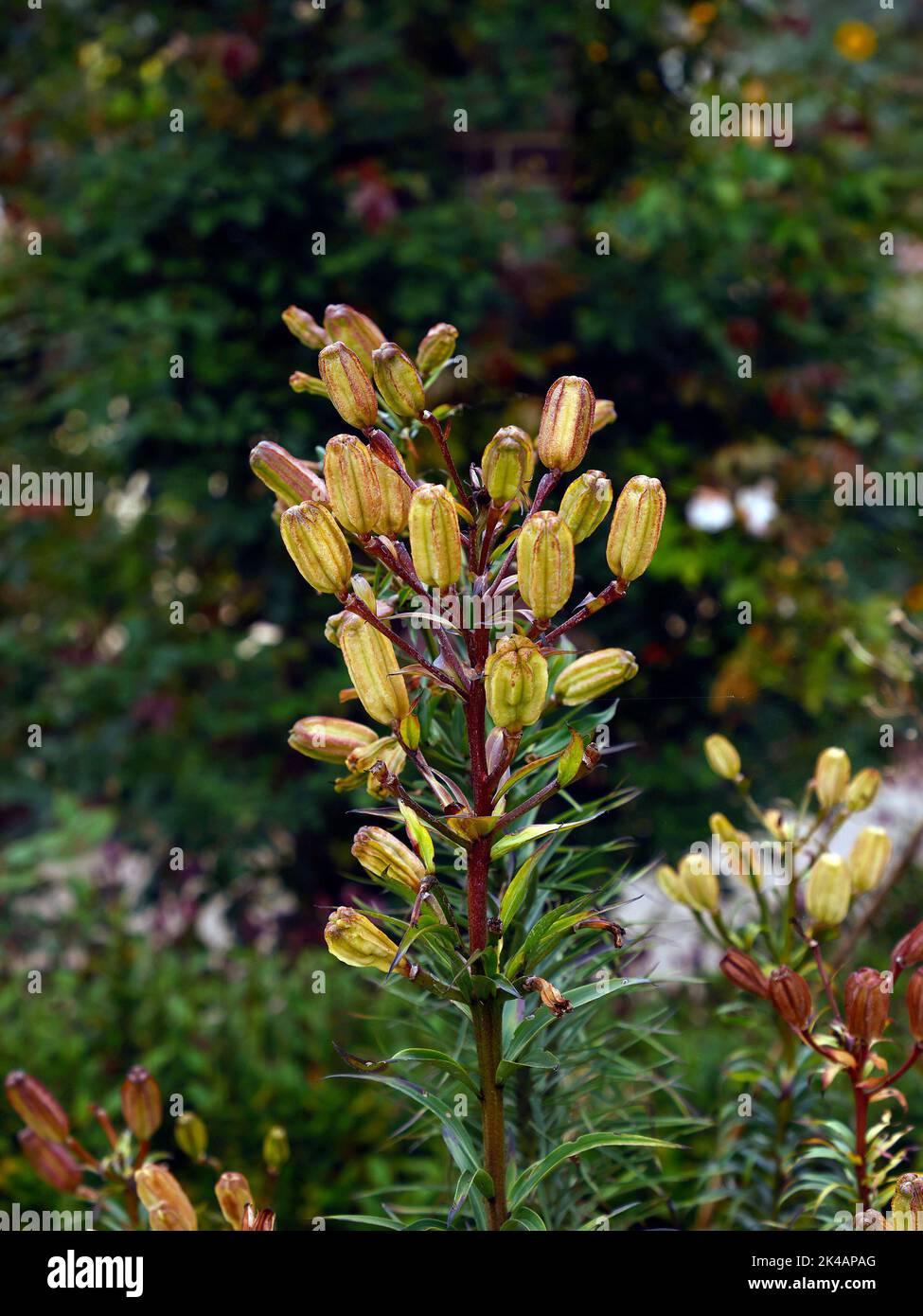 Close up of the ripening seedheads of the bulbous garden plant Lilium ...