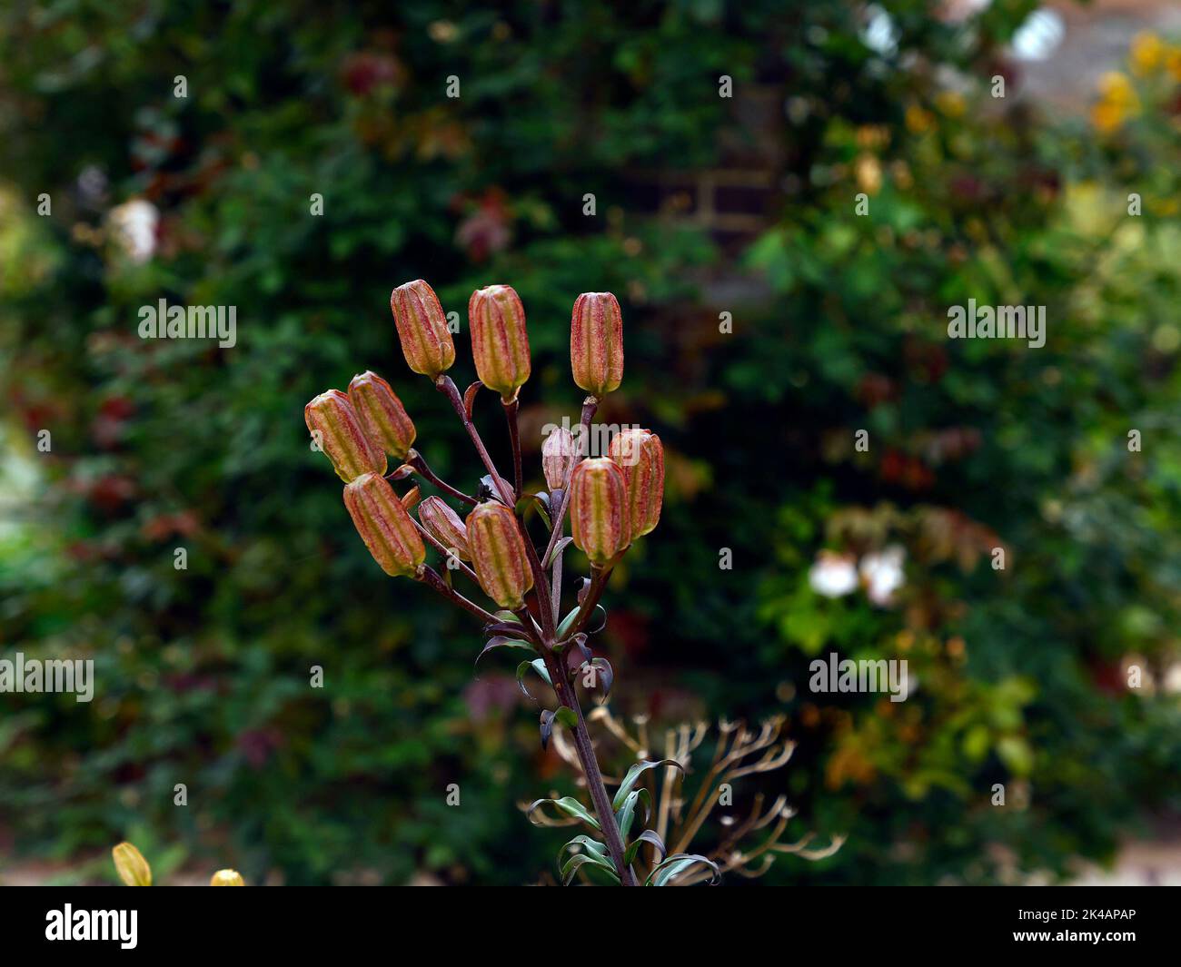 Regal lily isolated hi-res stock photography and images - Alamy