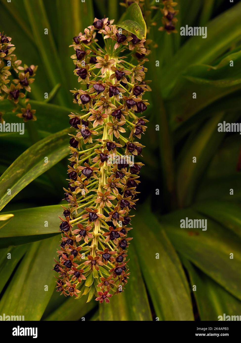 Close up of the seedheads of the bulbous garden plant Eucomis Pink Gin ...