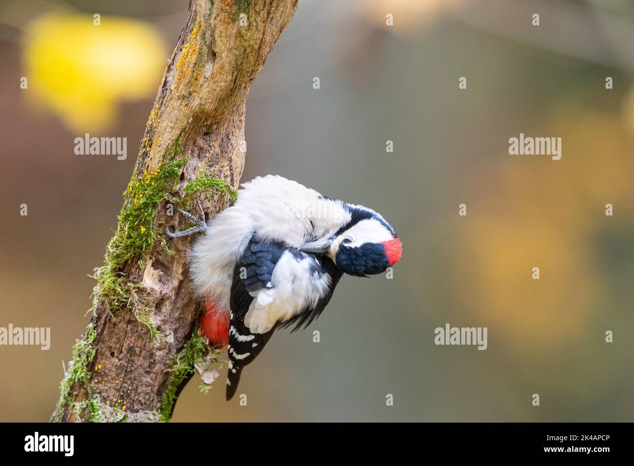 Great spotted woodpecker (Dendrocopus major) male, Germany Stock Photo ...