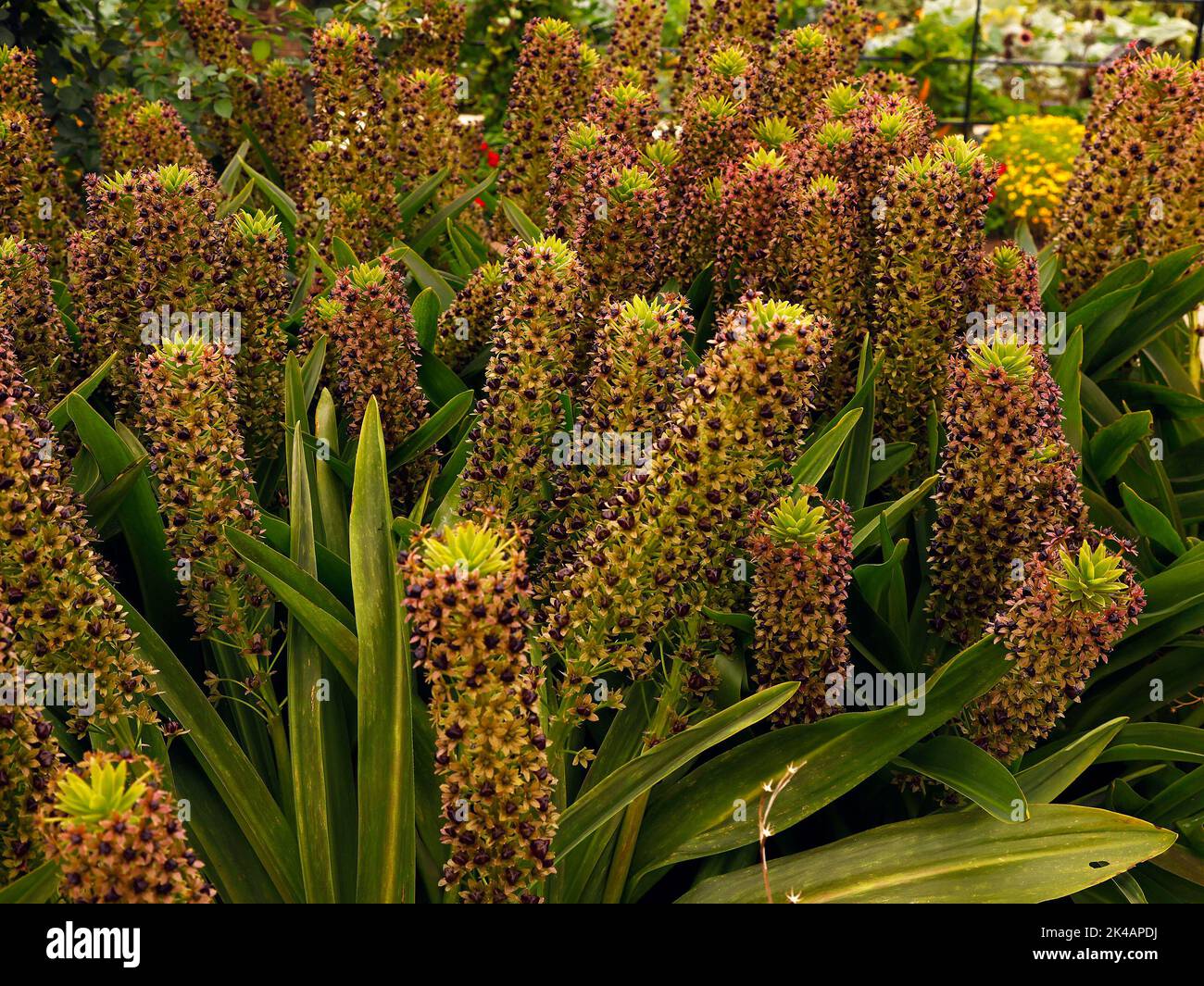 Spent seedheads hi-res stock photography and images - Alamy
