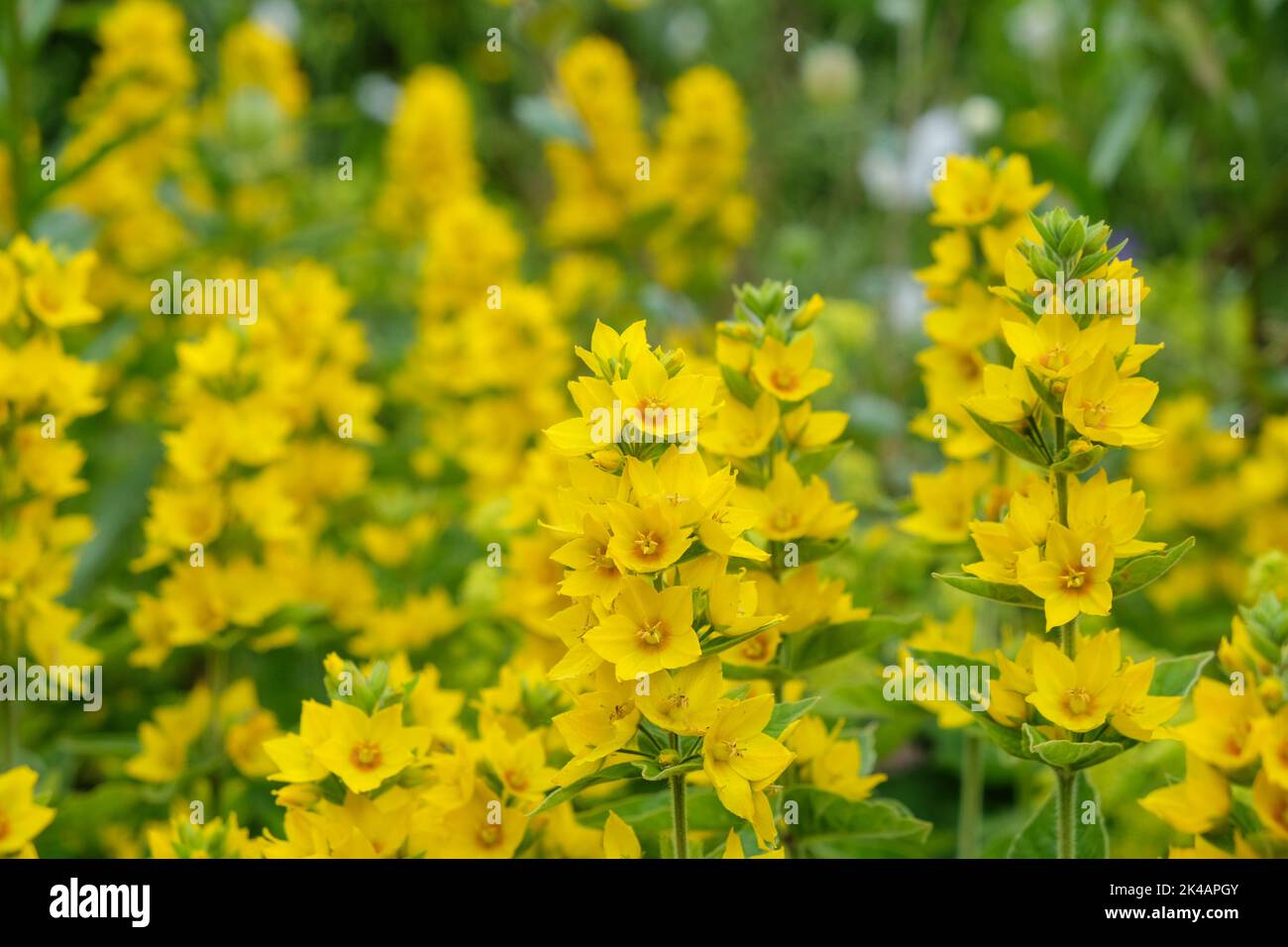 yellow loosestrife in flower Stock Photo - Alamy