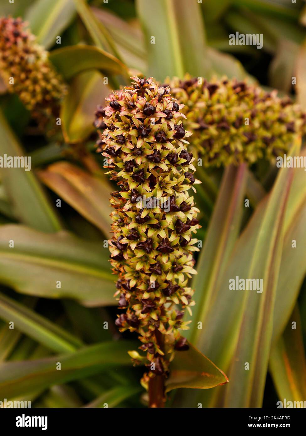 Close up of the seedheads of the bulbous garden plant Eucomis comosa ...