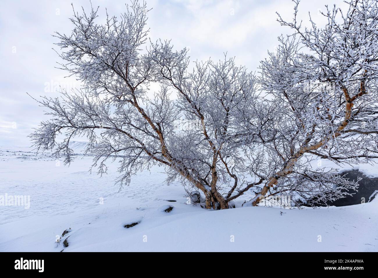 Iced bog birch (Betula pubescens) near Lake Myvatn, Northern Iceland ...