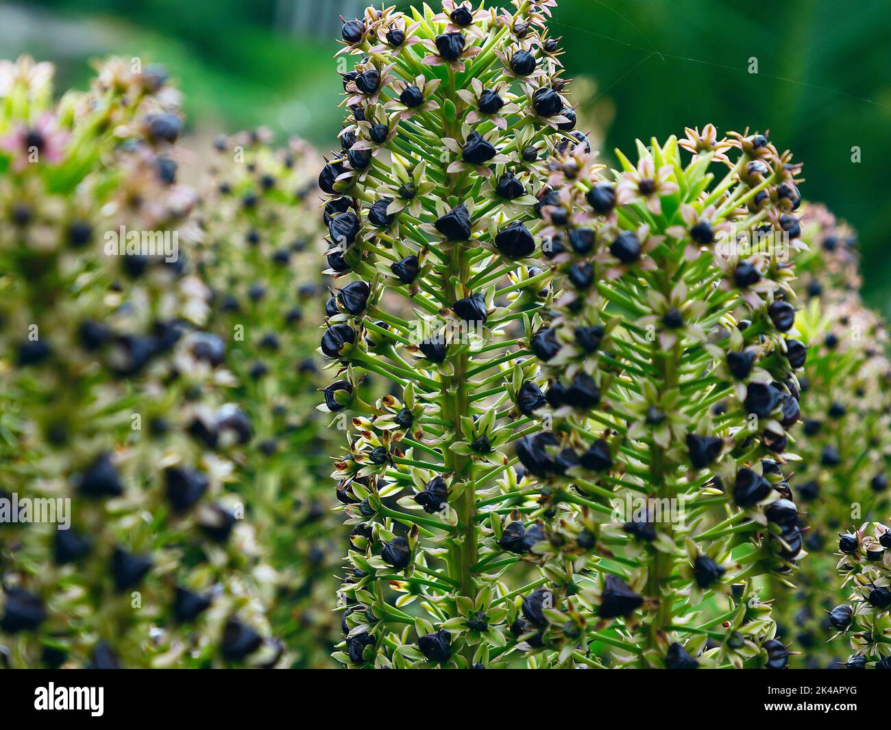 Close up of the seedheads of the bulbous garden plant Eucomis Pink Gin ...