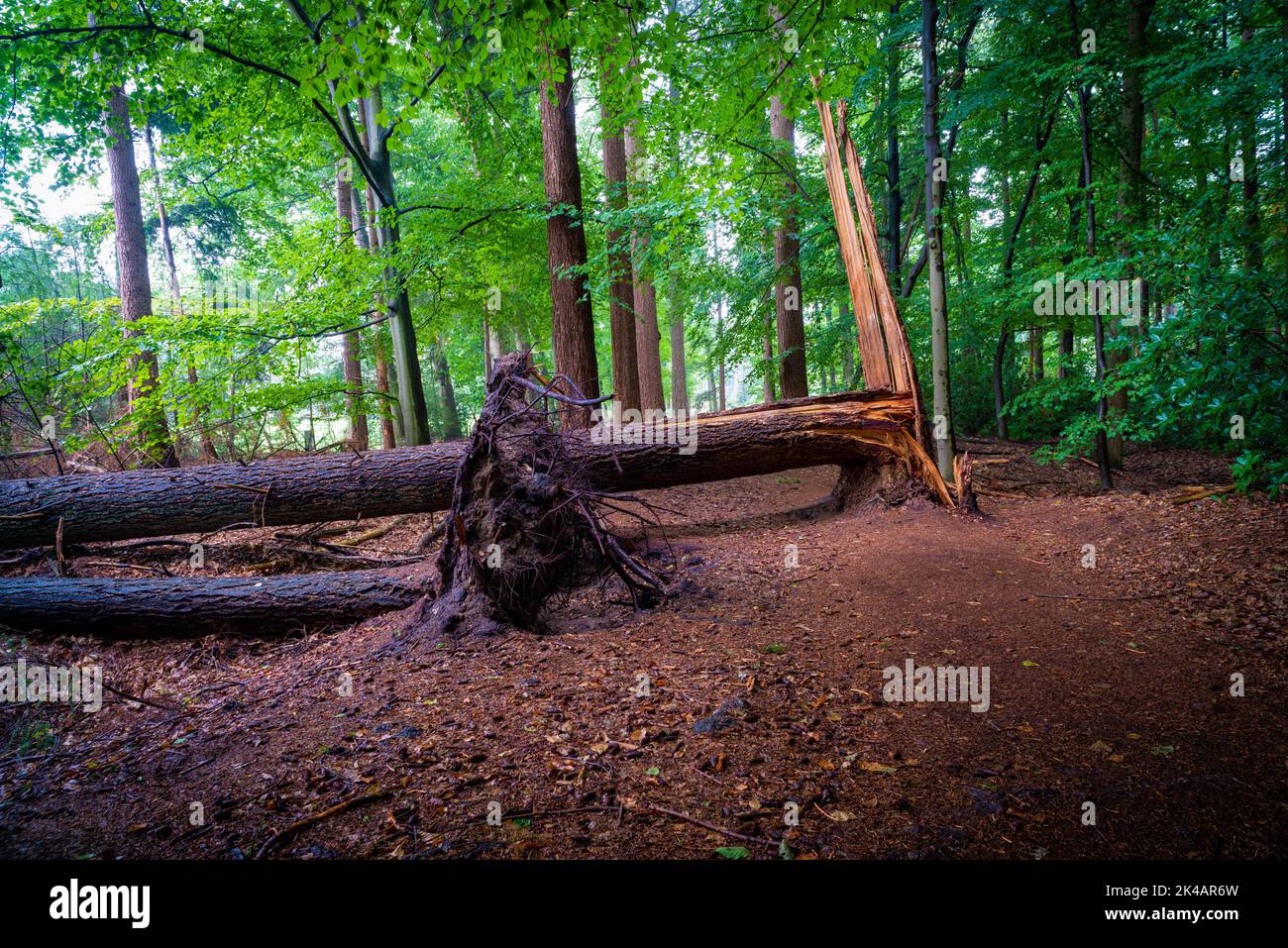 broken treesin a forest Stock Photo - Alamy