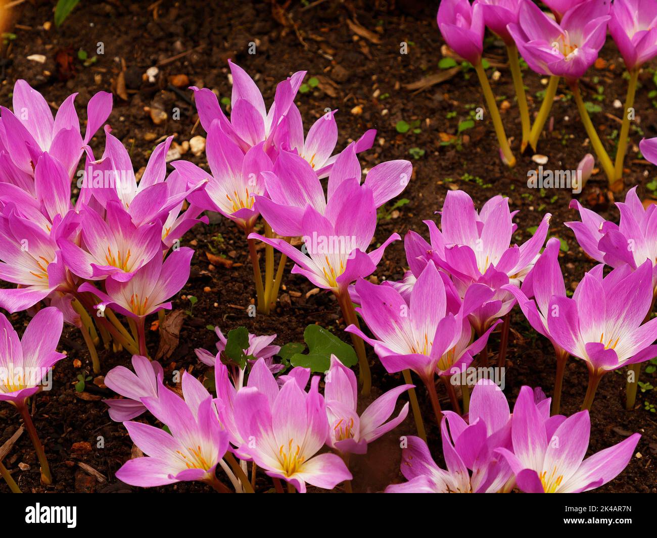 Crocus leaves cut out hi-res stock photography and images - Alamy