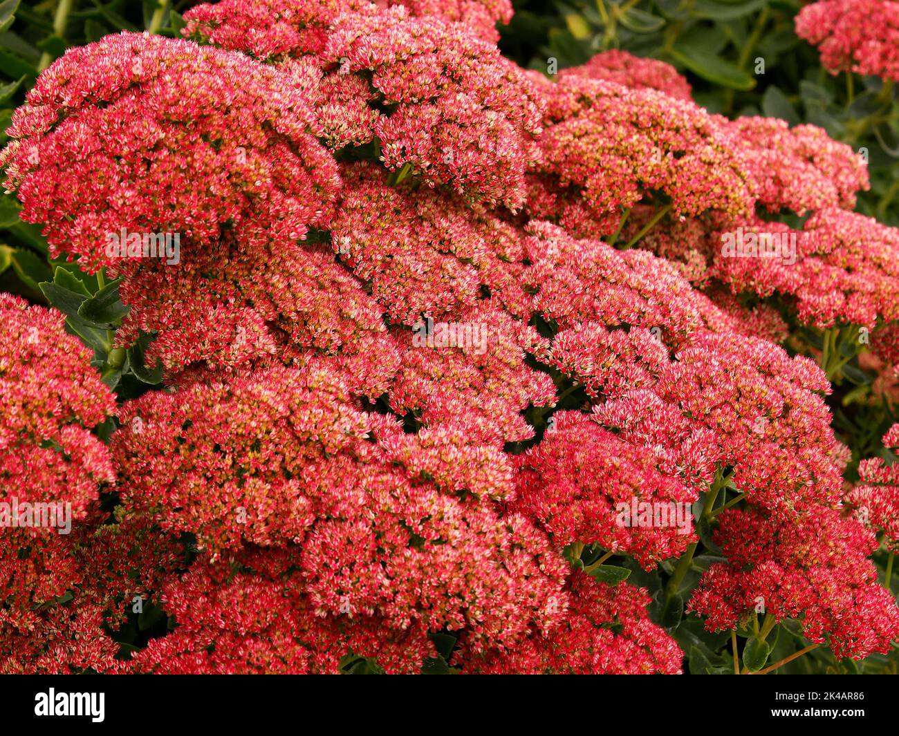 Close up of the densely packed pale ruby red flowers of the herbaceous ...