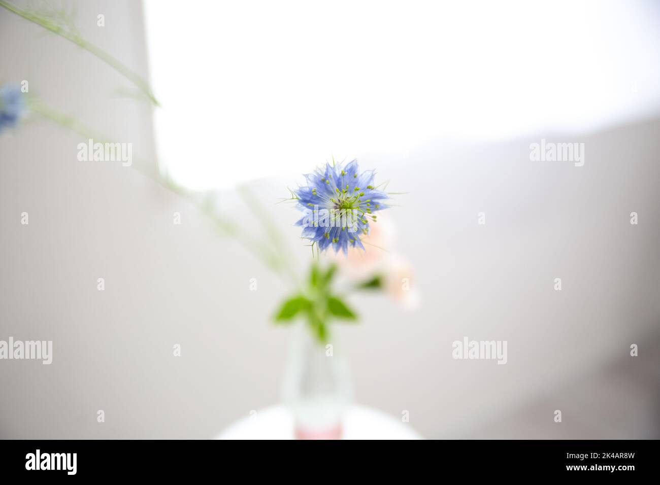 A macro of a cornflower in a vase Stock Photo - Alamy