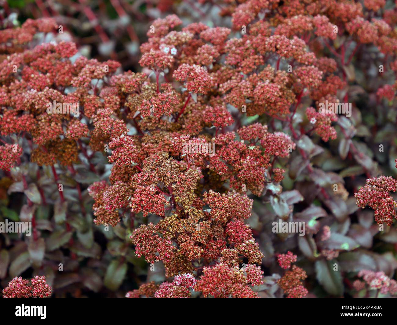 Close up of the densely packed pale ruby red flowers of the herbaceous ...