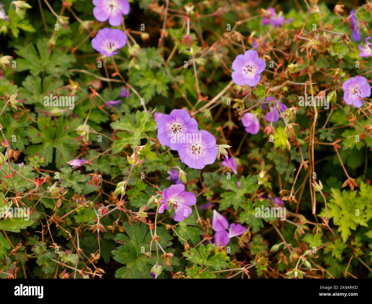 Close up of the light blue flowers and leaves of the hardy ground ...