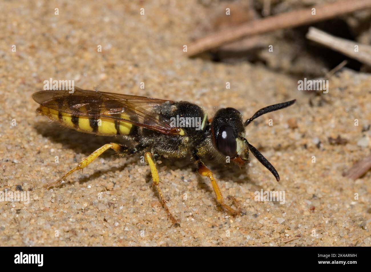 Bee wolf standing in sand looking right Stock Photo - Alamy