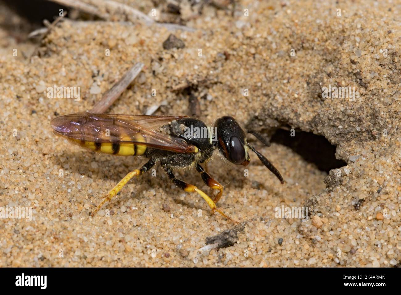 Bee wolf standing in front of brood hole in sand right sighting Stock ...