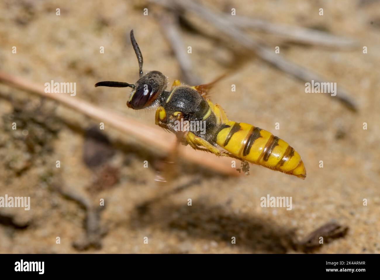 Insect sighting hi-res stock photography and images - Alamy