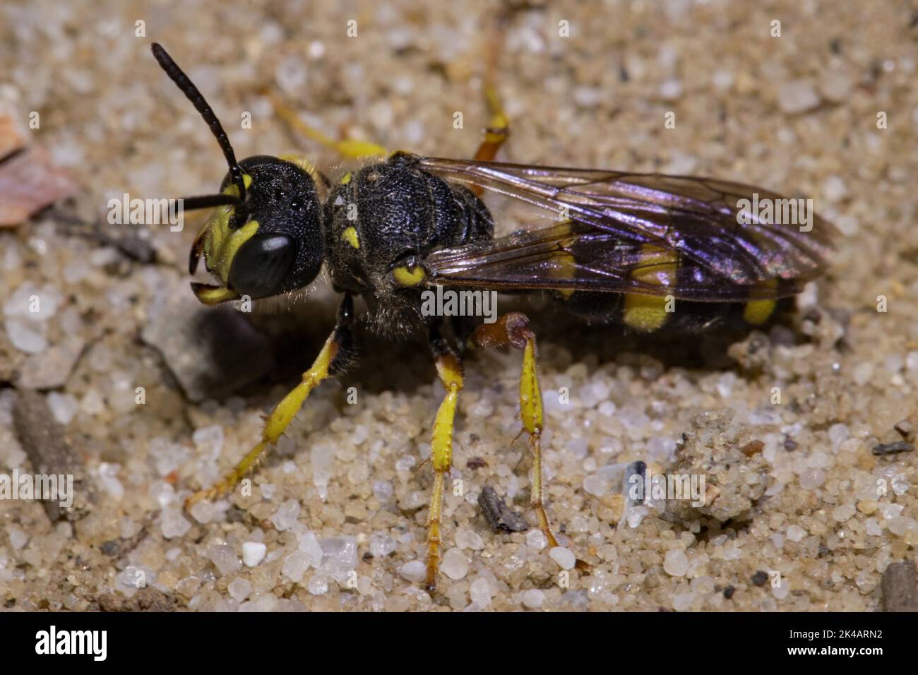 Sand digger wasp hi-res stock photography and images - Alamy