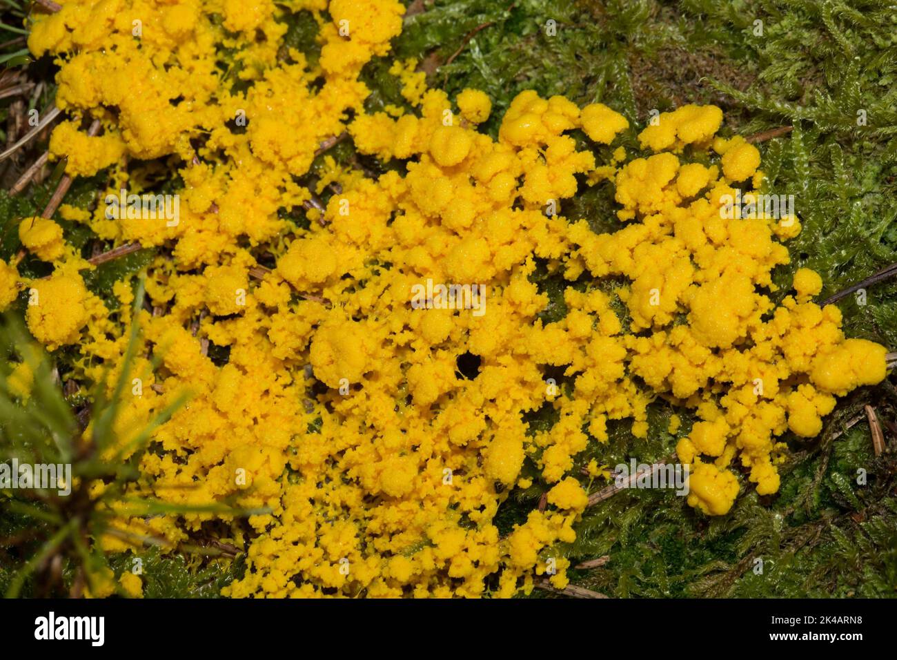 Yellow tan flower, witch's butter yellow foamy fruiting body on green ...