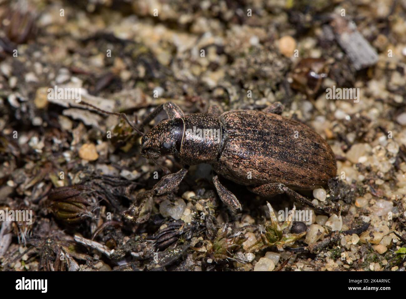 Grey pine needle weevil, common grey weevil sitting on ground looking ...
