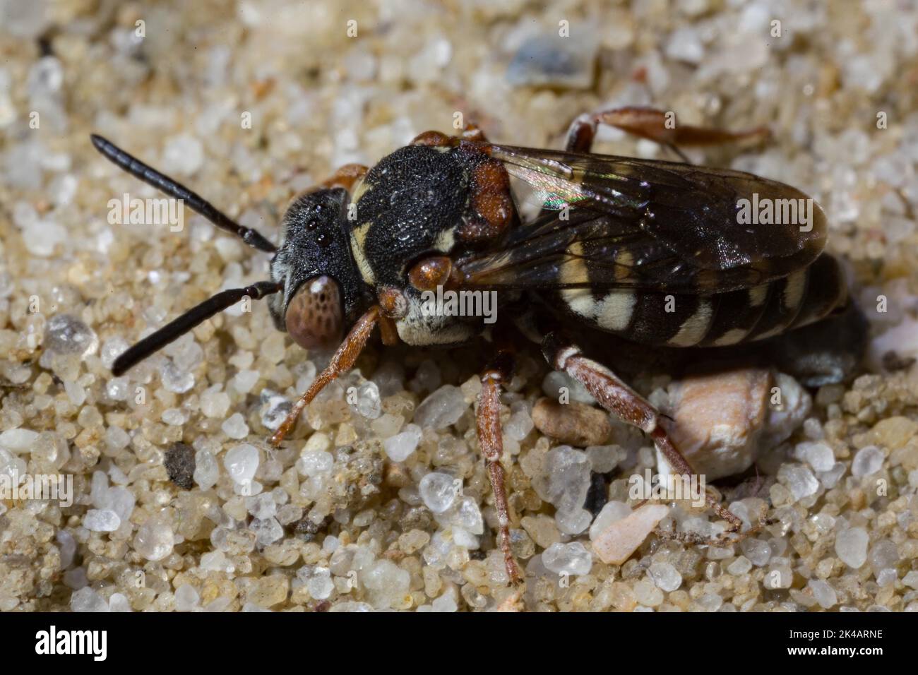 Heath felt bee sitting on sand left looking Stock Photo - Alamy
