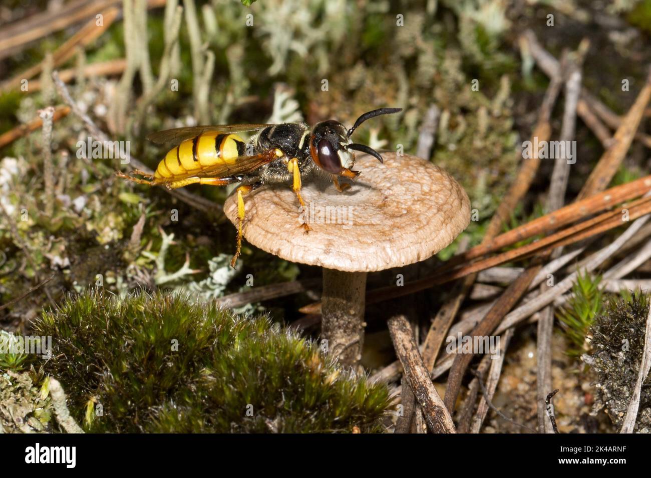 Nature of bee wolf hi-res stock photography and images - Alamy