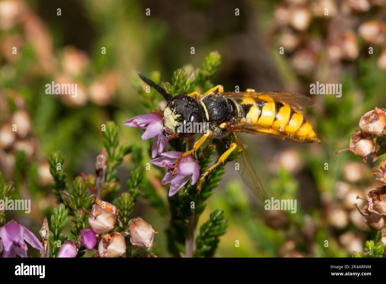 Bee wolf sitting on flowering heather left looking Stock Photo - Alamy