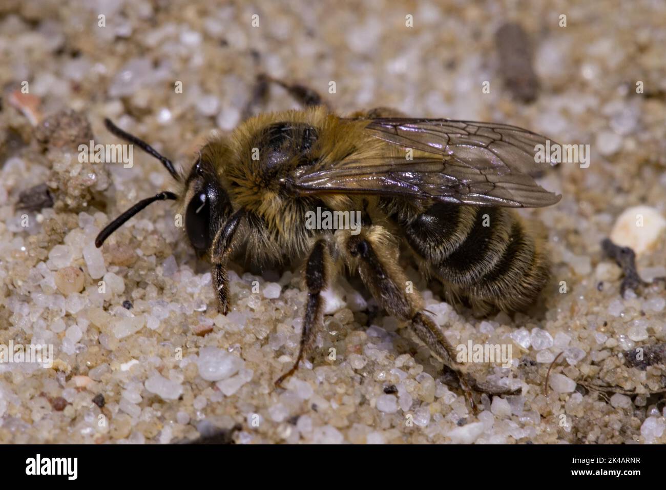 Common sand bee sitting on sand left looking Stock Photo - Alamy