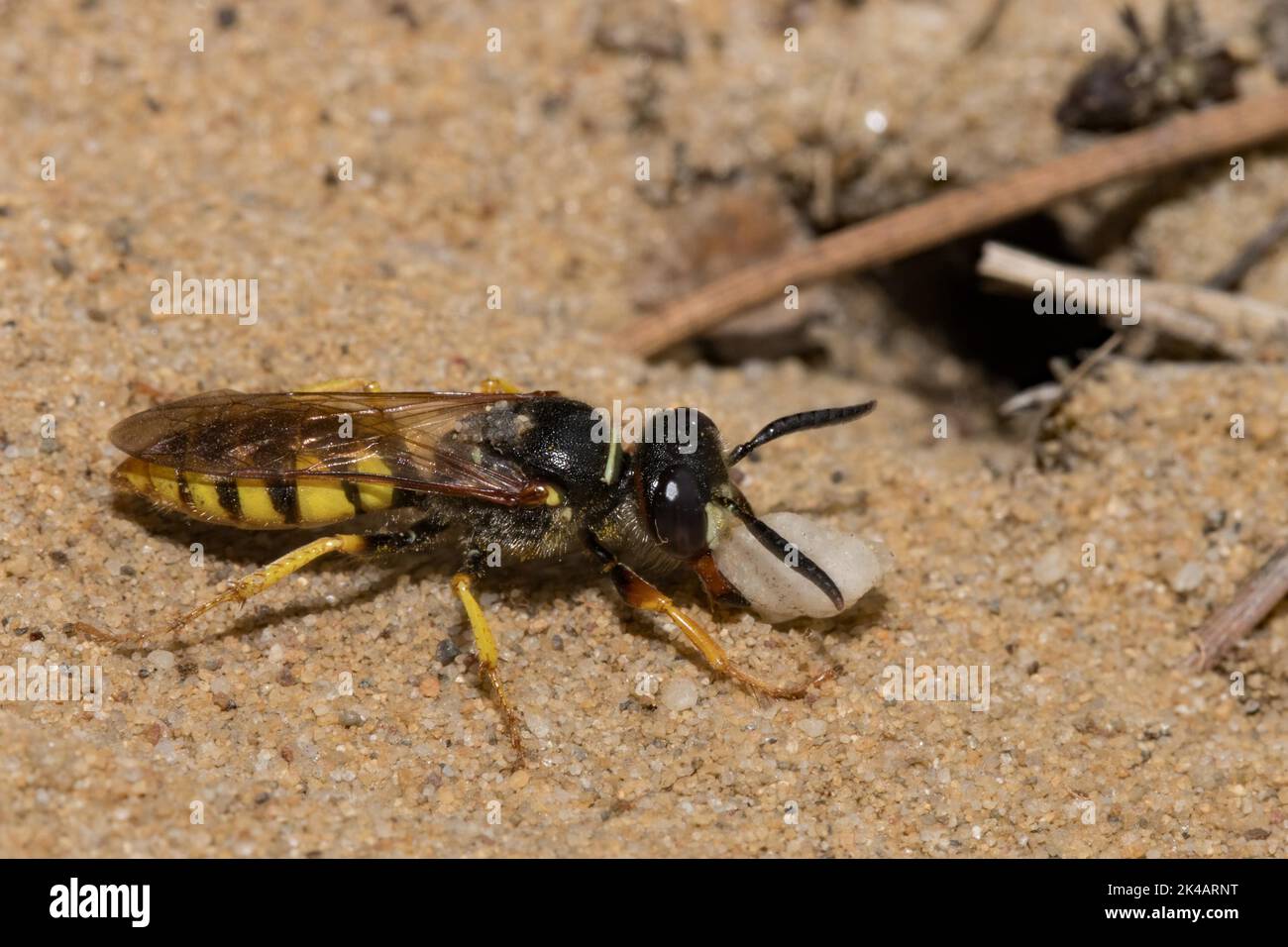 Bee wolf with small stone sitting in sand in front of brood hole, seen ...