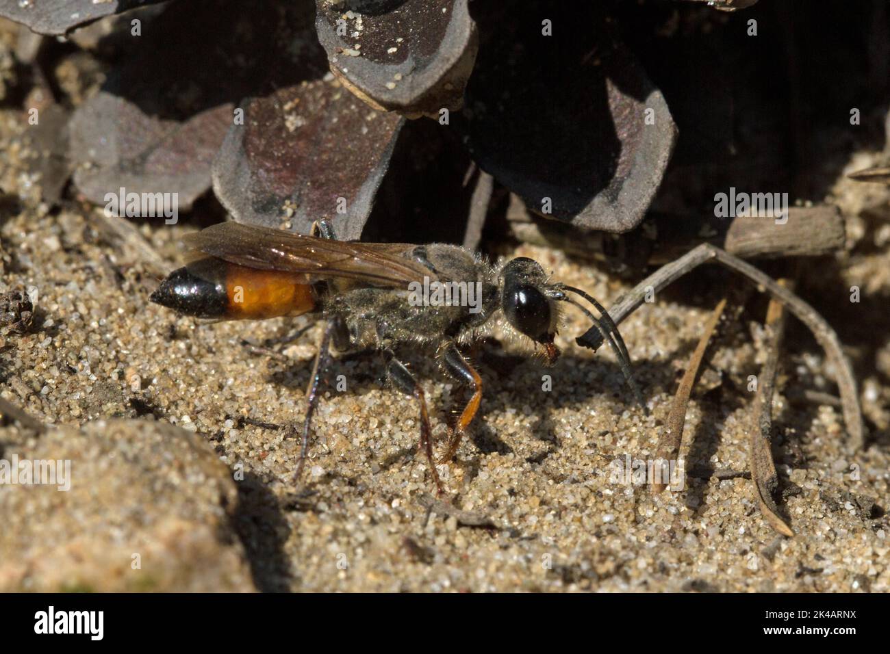 Grasshopper sand wasp standing in sand looking right Stock Photo - Alamy