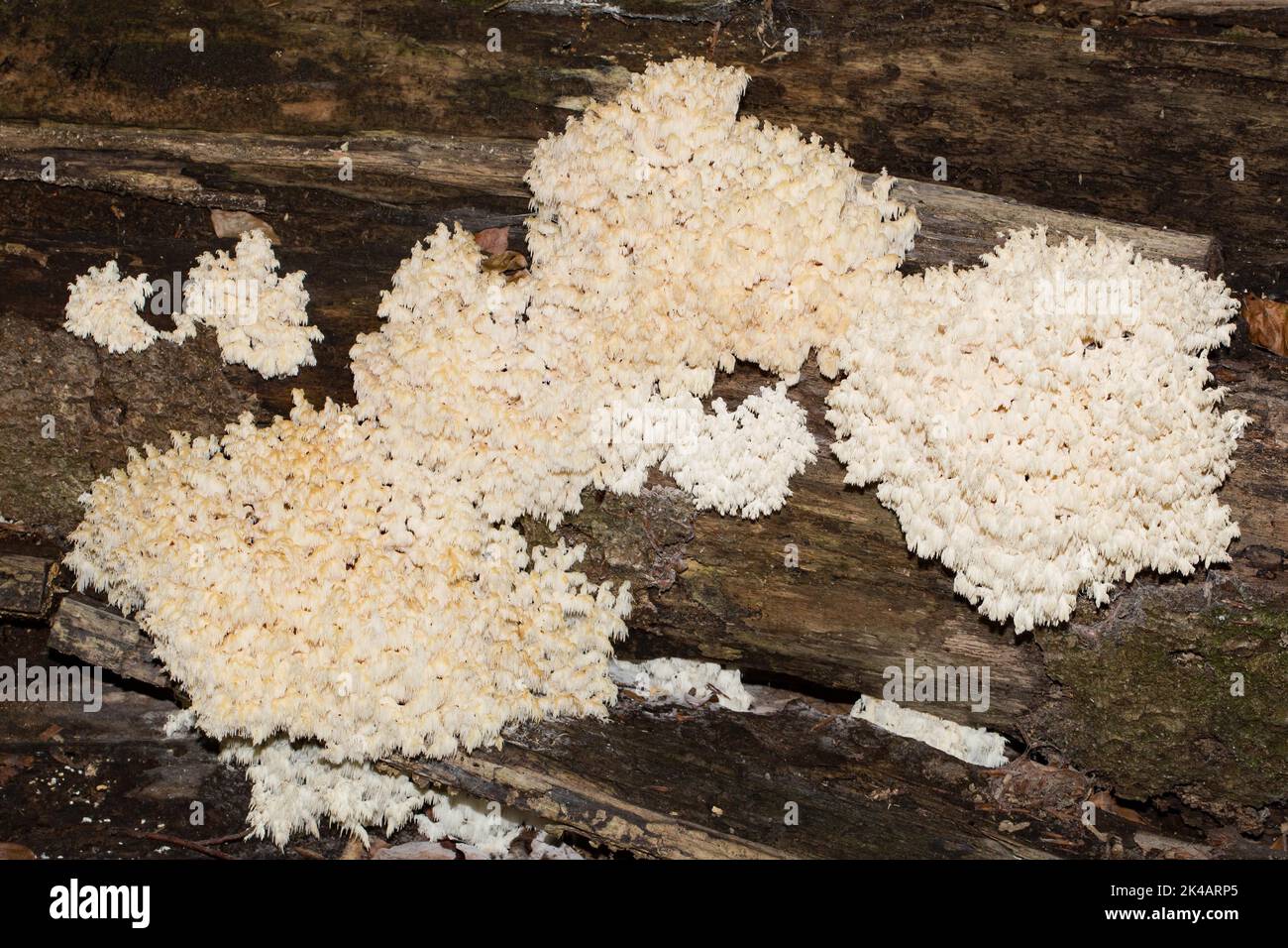 Beech spiny beard, prickly beard white fruiting body on tree trunk ...