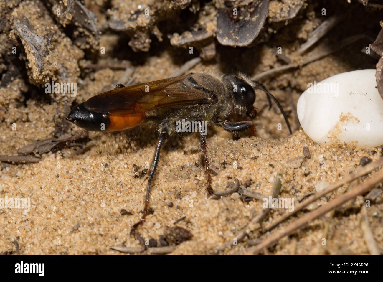 Grasshopper sand wasp standing in sand in front of quarry hole seen ...
