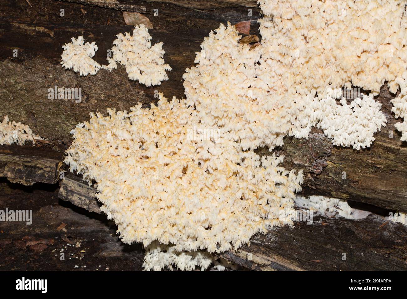 Beech spiny beard, prickly beard white fruiting body on tree trunk ...