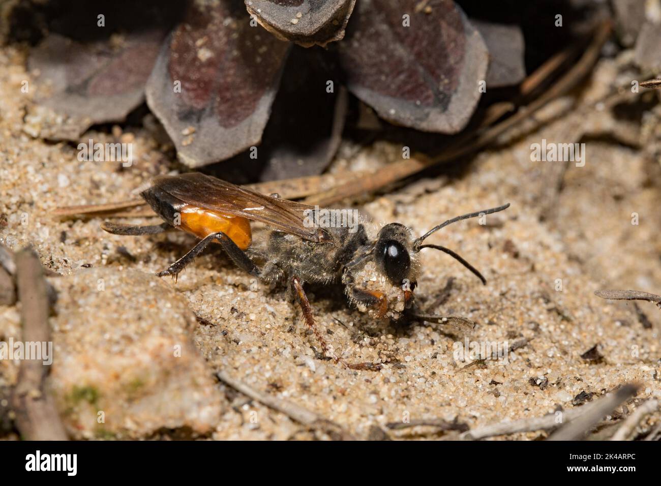 Grasshopper sand wasp in sand with sand pack in forelegs standing right ...