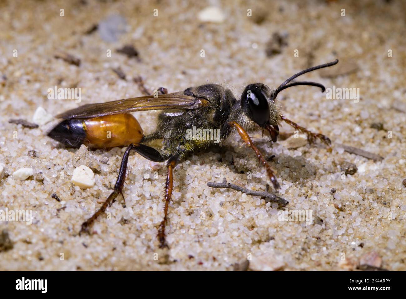 Grasshopper sand wasp standing in sand looking right Stock Photo - Alamy