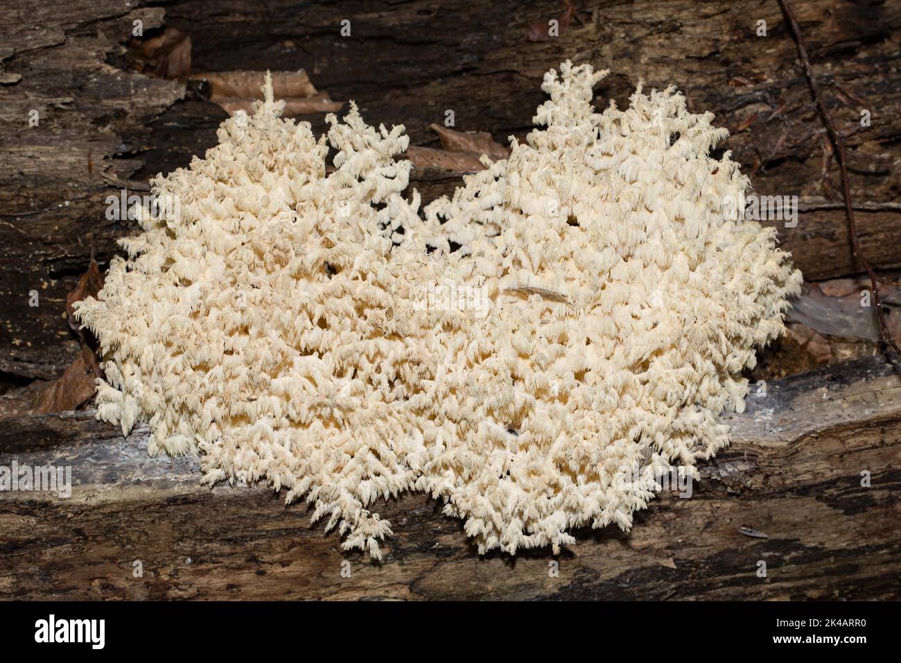 Beech spiny beard, prickly beard white fruiting body on tree trunk ...