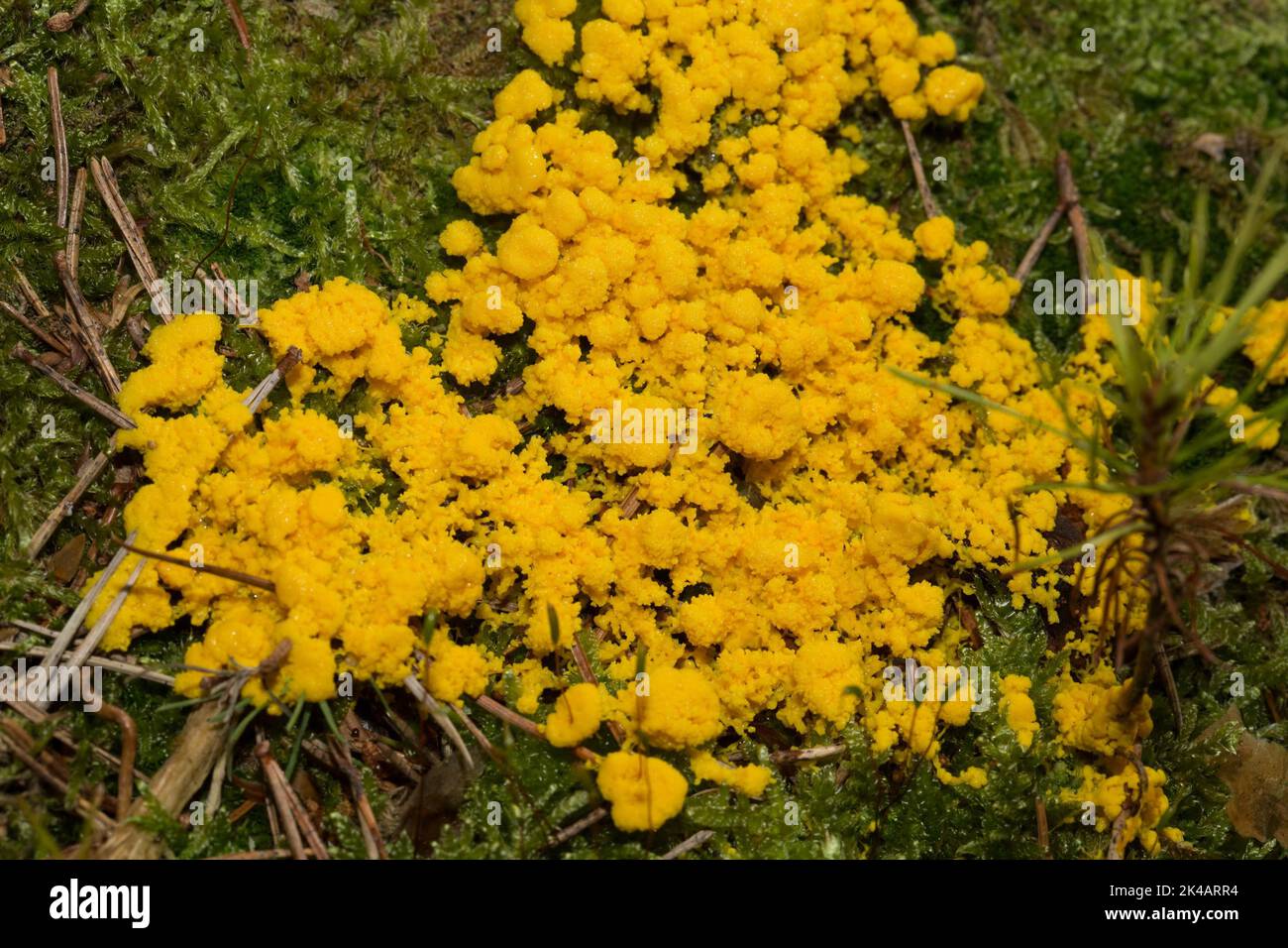 Yellow tan flower, witch's butter yellow foamy fruiting body on green ...