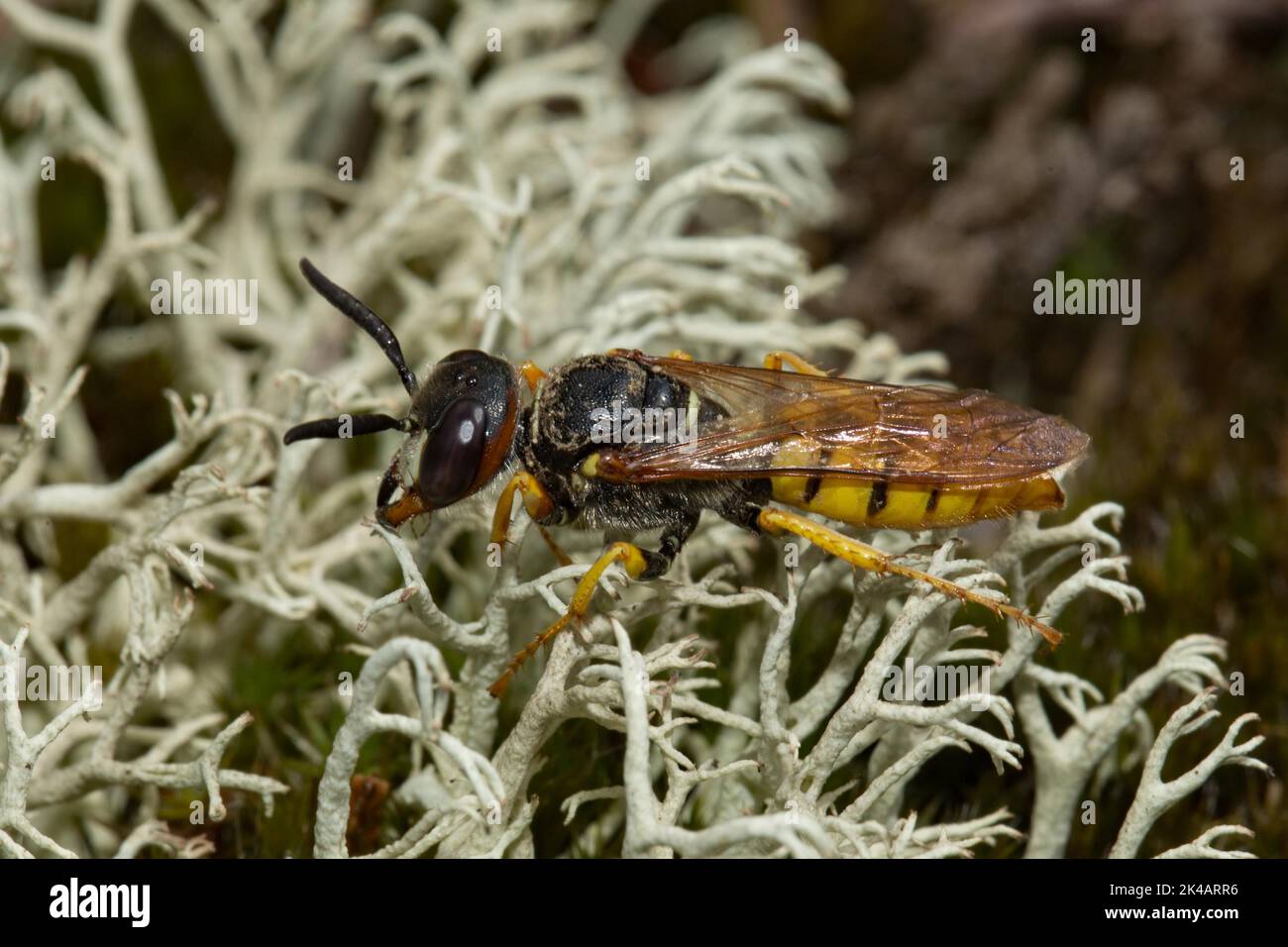 Bee wolf sitting in grey lichen looking left Stock Photo - Alamy