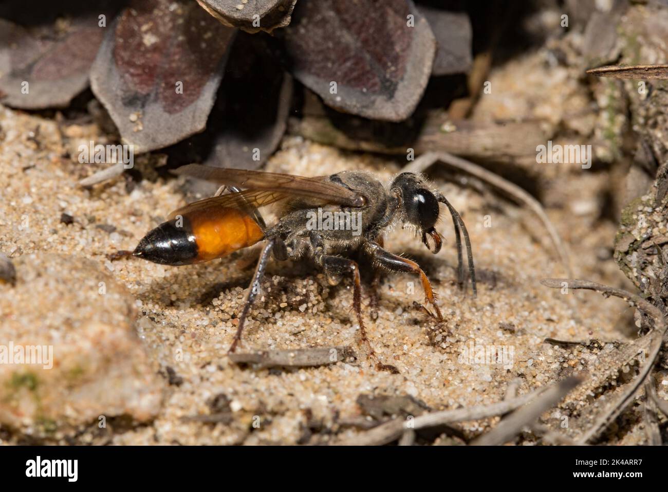 Grasshopper sand wasp standing in sand looking right Stock Photo - Alamy