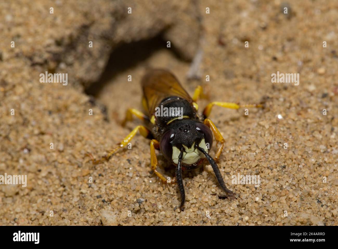 Bee wolf sitting in front of brood hole in sand looking down Stock ...