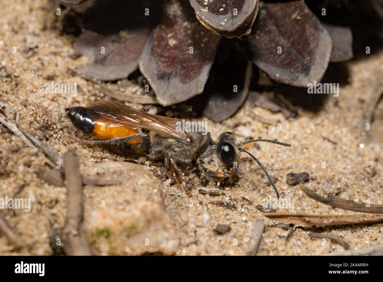 Grasshopper sand wasp in sand with sand pack in forelegs standing right ...