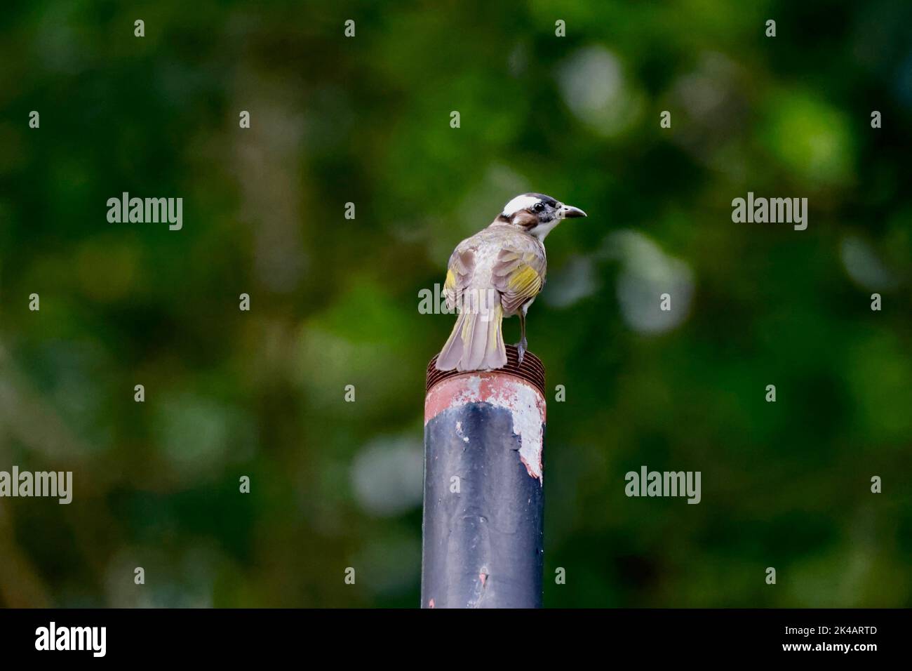 A common sparrow standing on a metal column Stock Photo - Alamy