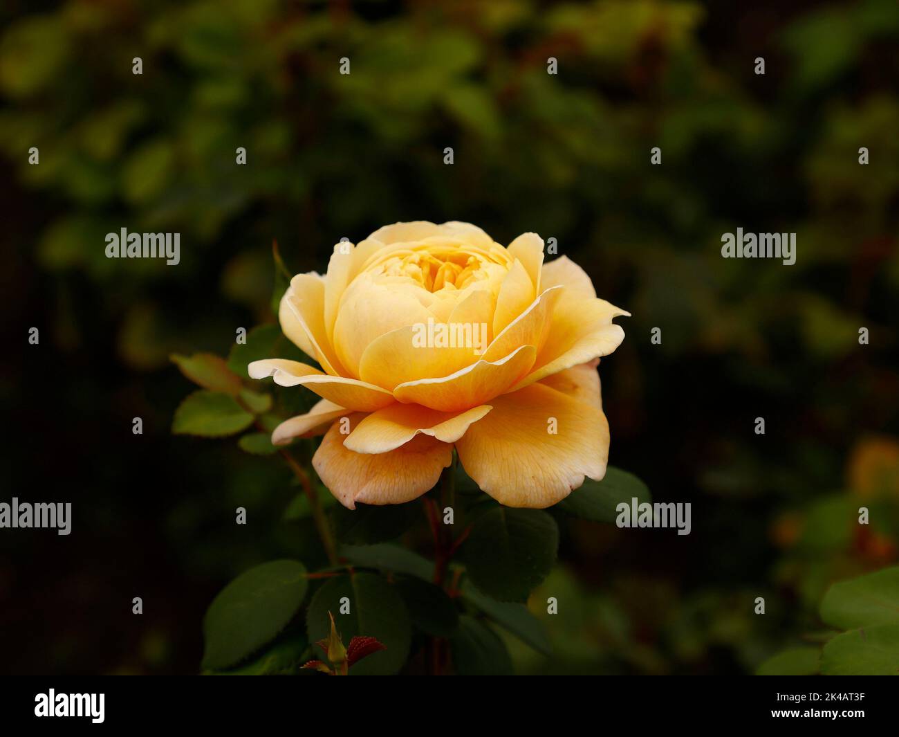 Mellow yellow rose hi-res stock photography and images - Alamy