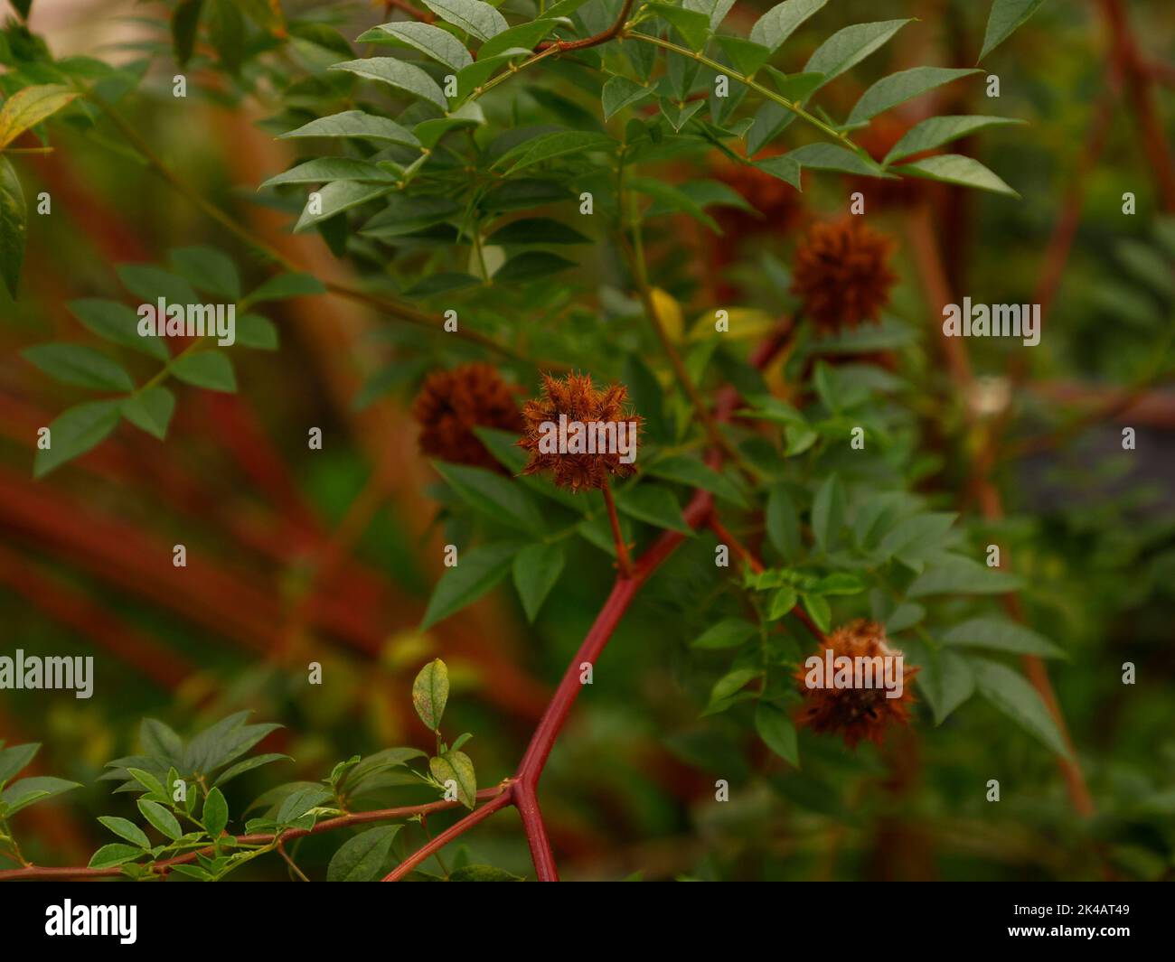 Close up of the brown withered seedheads of the herbaceous perennial ...