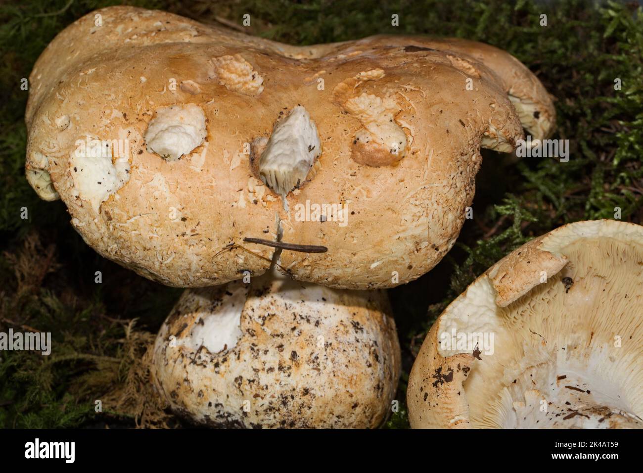 Tricoloured crimson funnel mushroom Fruiting body with light brown ...